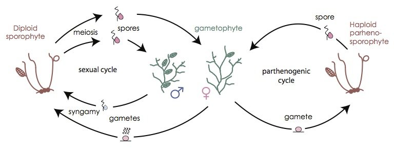 Genetic Control Of Brown Algal Life Cycles Station Biologique De Roscoff Cnrs Sorbonne